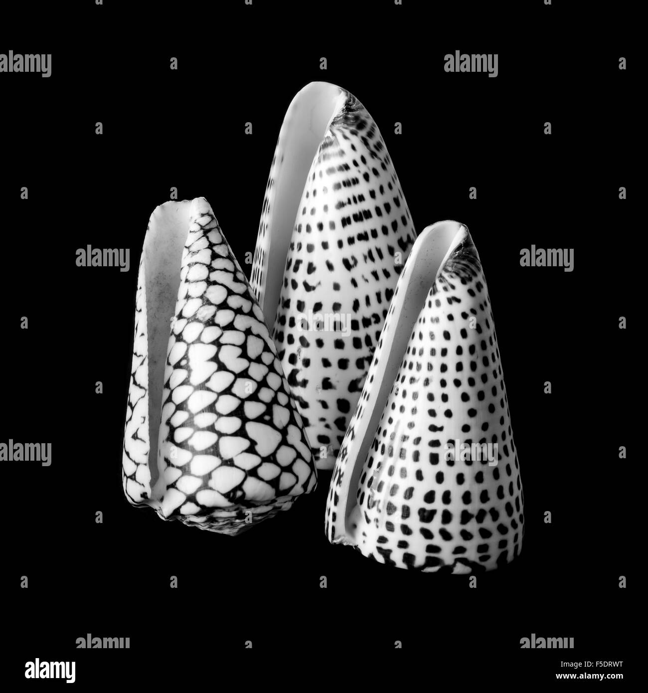 Cone Shell Conus High Resolution Stock Photography and Images - Alamy