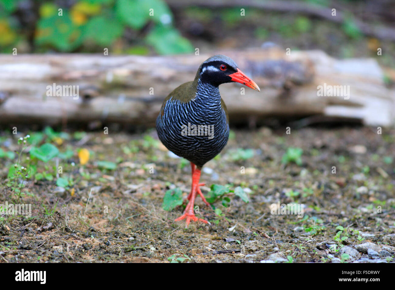 Okinawa Rail (Gallirallus okinawae) in Okinawa, Japan Stock Photo - Alamy