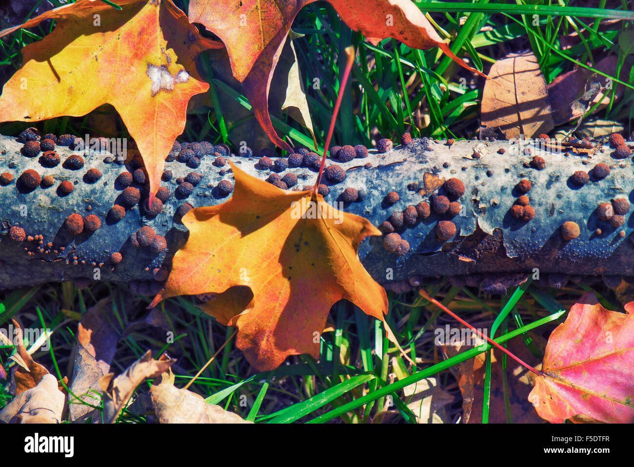 Beautiful grass background with fall color branches and leaves Stock ...
