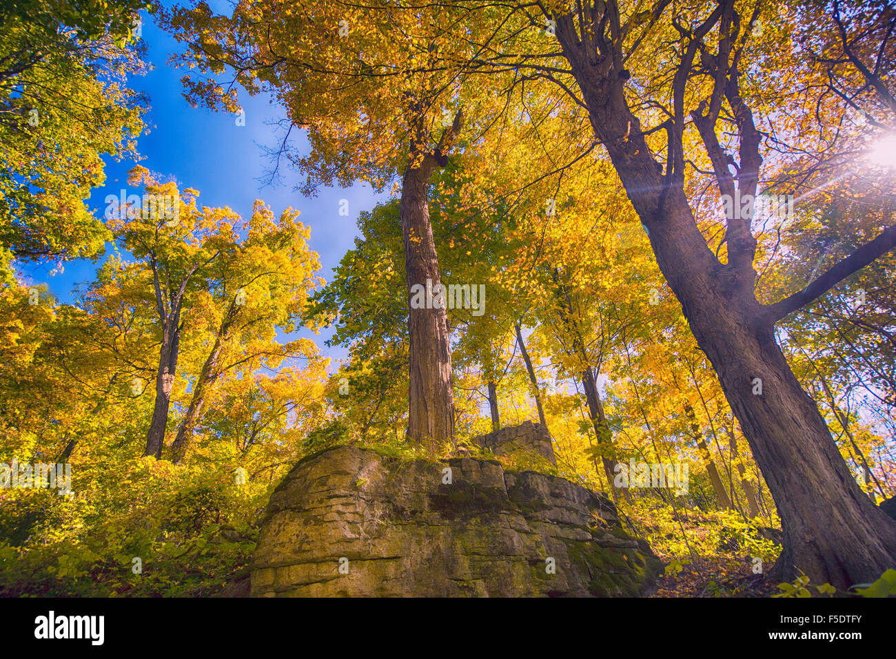 Beautiful forest view with fall color branches, taken in Dudas ...