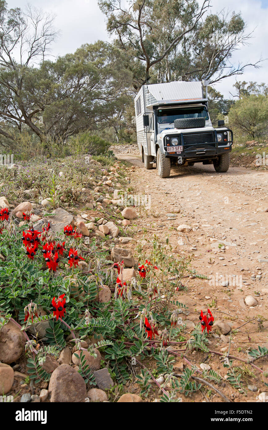 Land Rover campervan on stony outback track with red Sturt's desert pea ...