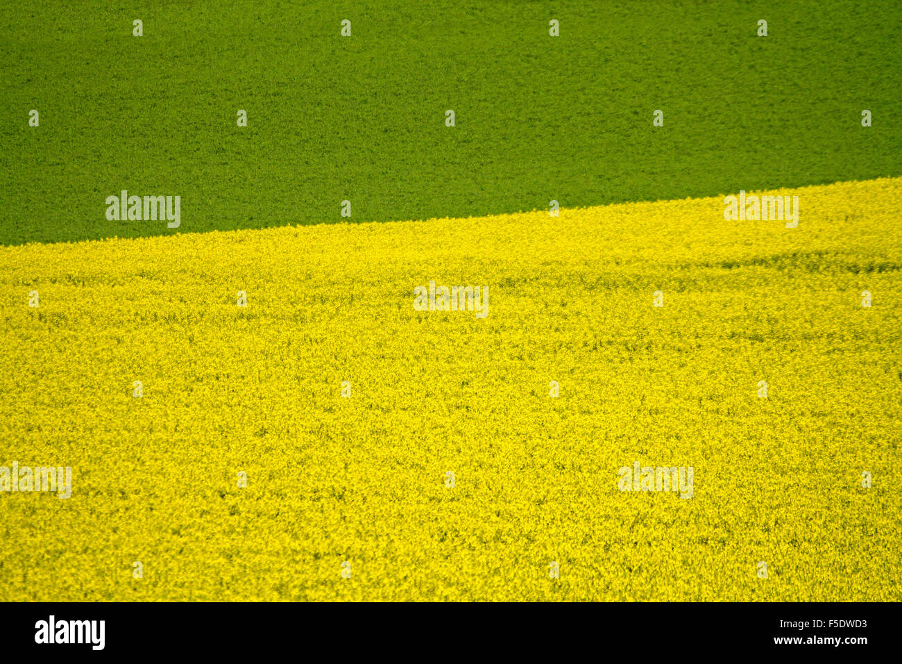 Green and gold, crop of flowering golden canola growing beside emerald ...