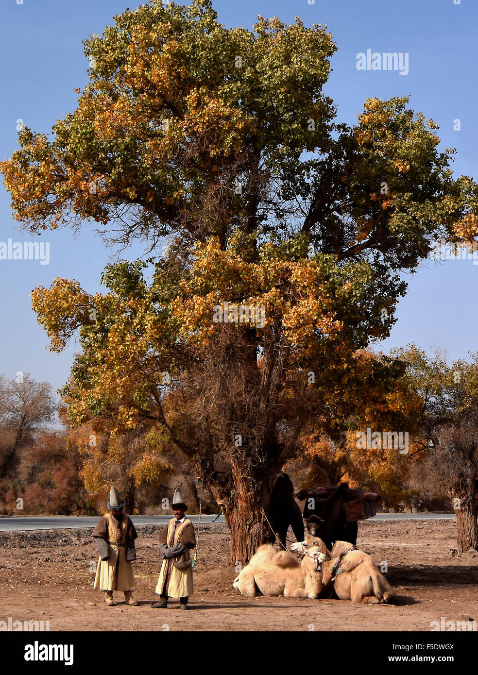 Bachu, China's Xinjiang Uygur Autonomous Region. 2nd Nov, 2015. Local ...