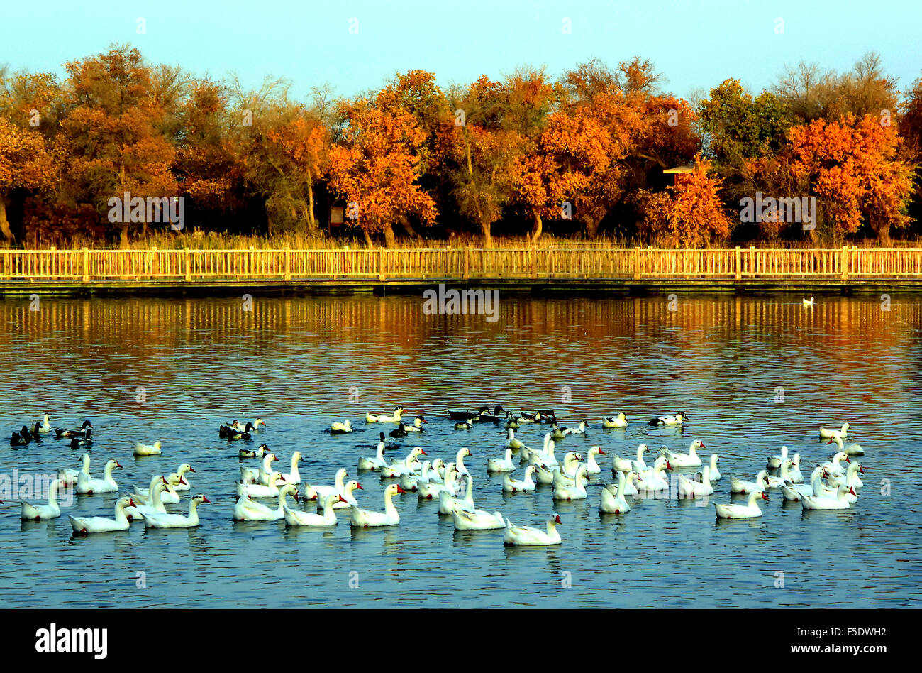 Bachu, China's Xinjiang Uygur Autonomous Region. 2nd Nov, 2015. Birds ...