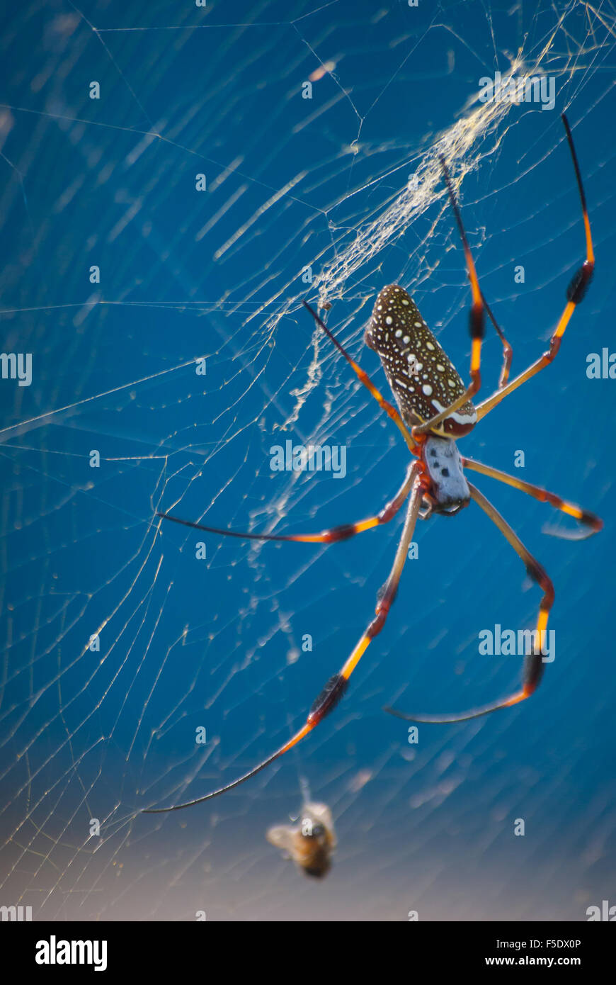 Spider on web with trapped bee Stock Photo - Alamy