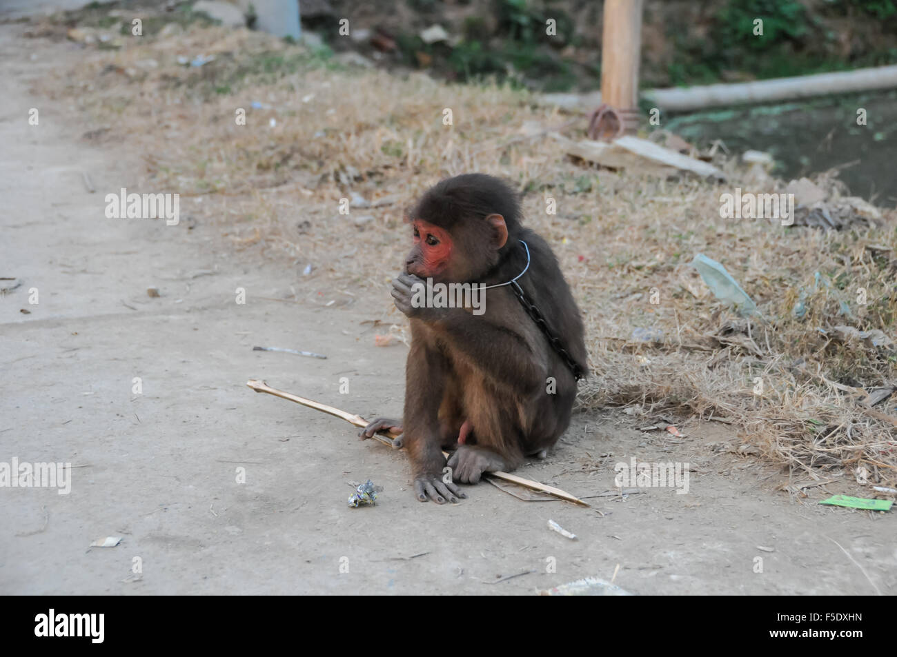 Monkey in Chains in Vietnam Stock Photo - Alamy