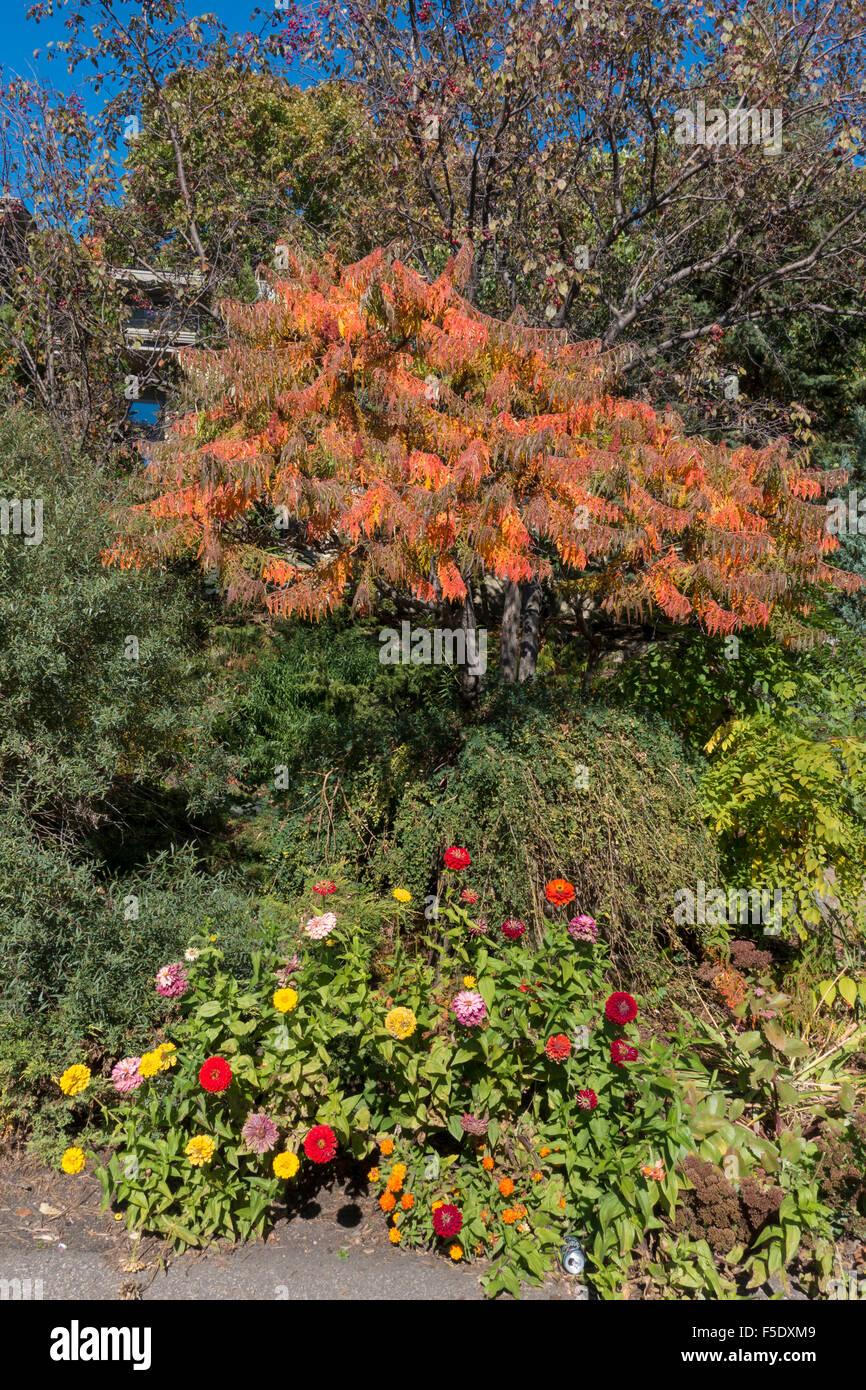 Autumn shrubbery and multicolored zinnia flowers along the Midtown ...