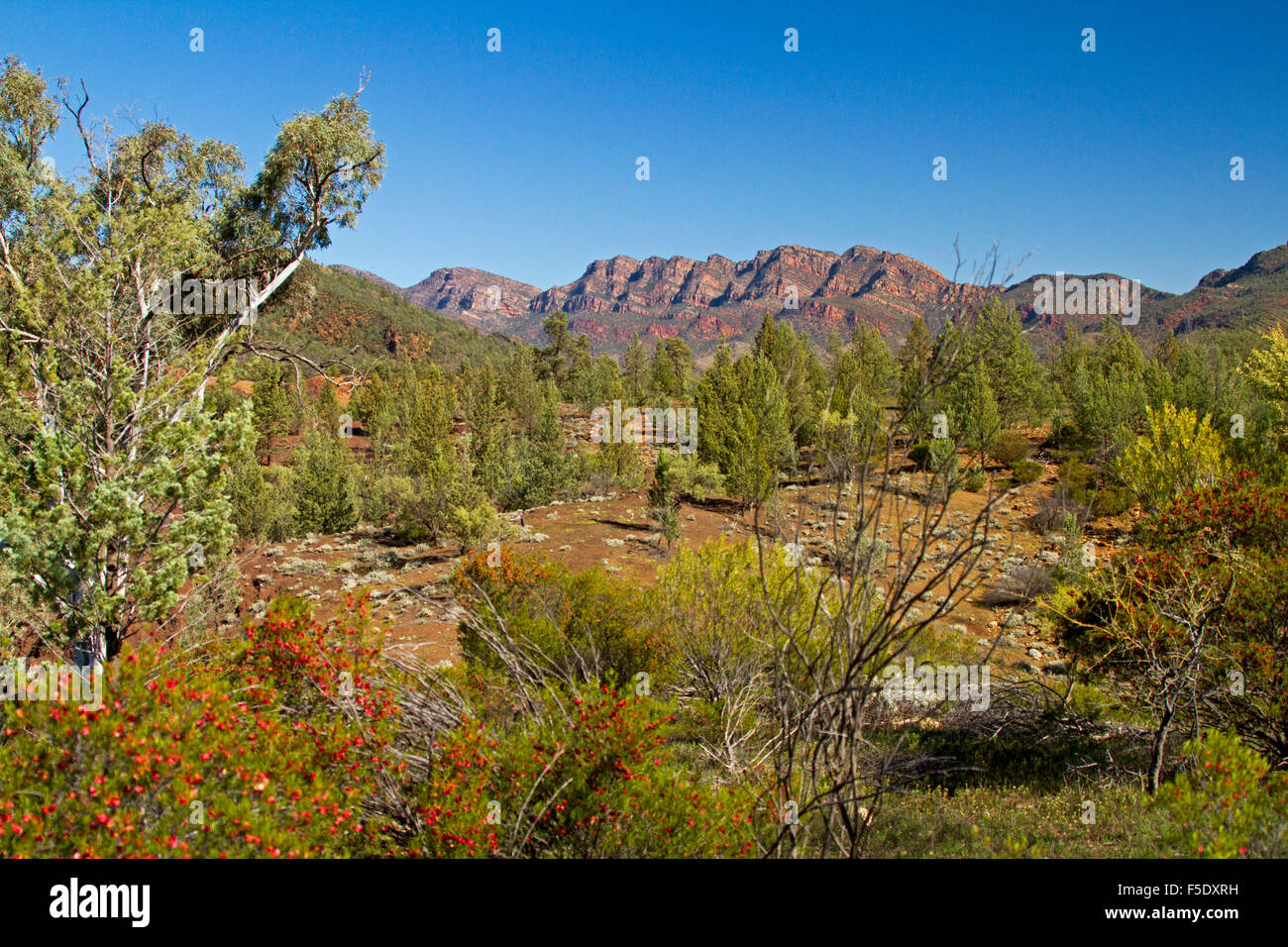 Rugged landscape of Flinders Ranges with pine trees, wildflowers & red ...