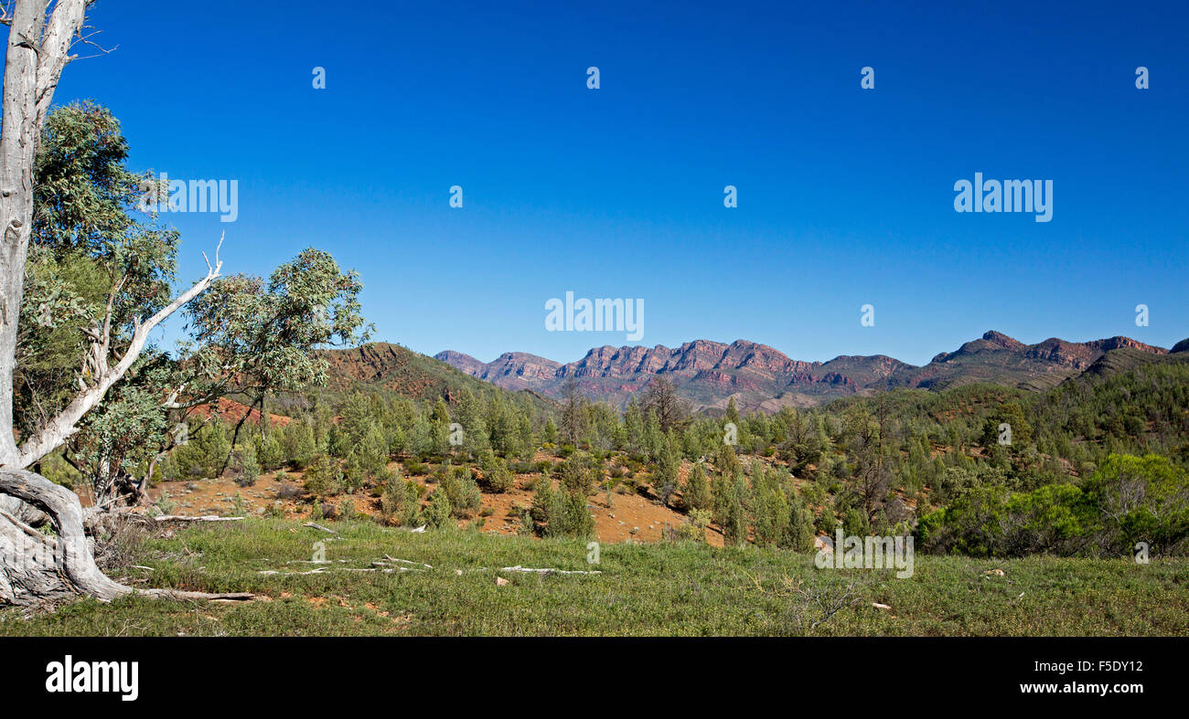 Panoramic outback landscape, peaks of Flinders Ranges rising beyond red ...