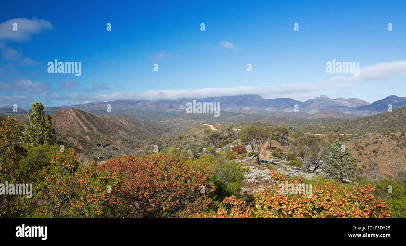 Panoramic landscape with peaks of Flinders Ranges rising beyond rolling ...