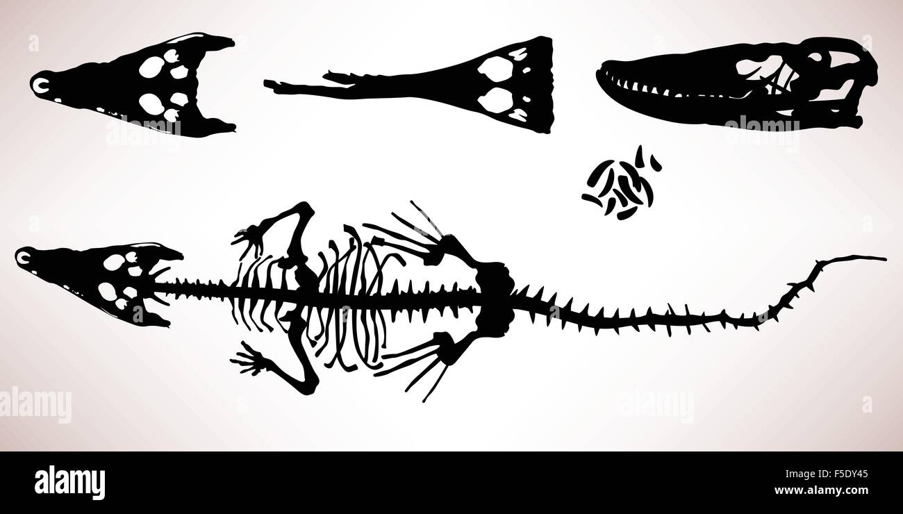 Crocodile Skeleton Labeled