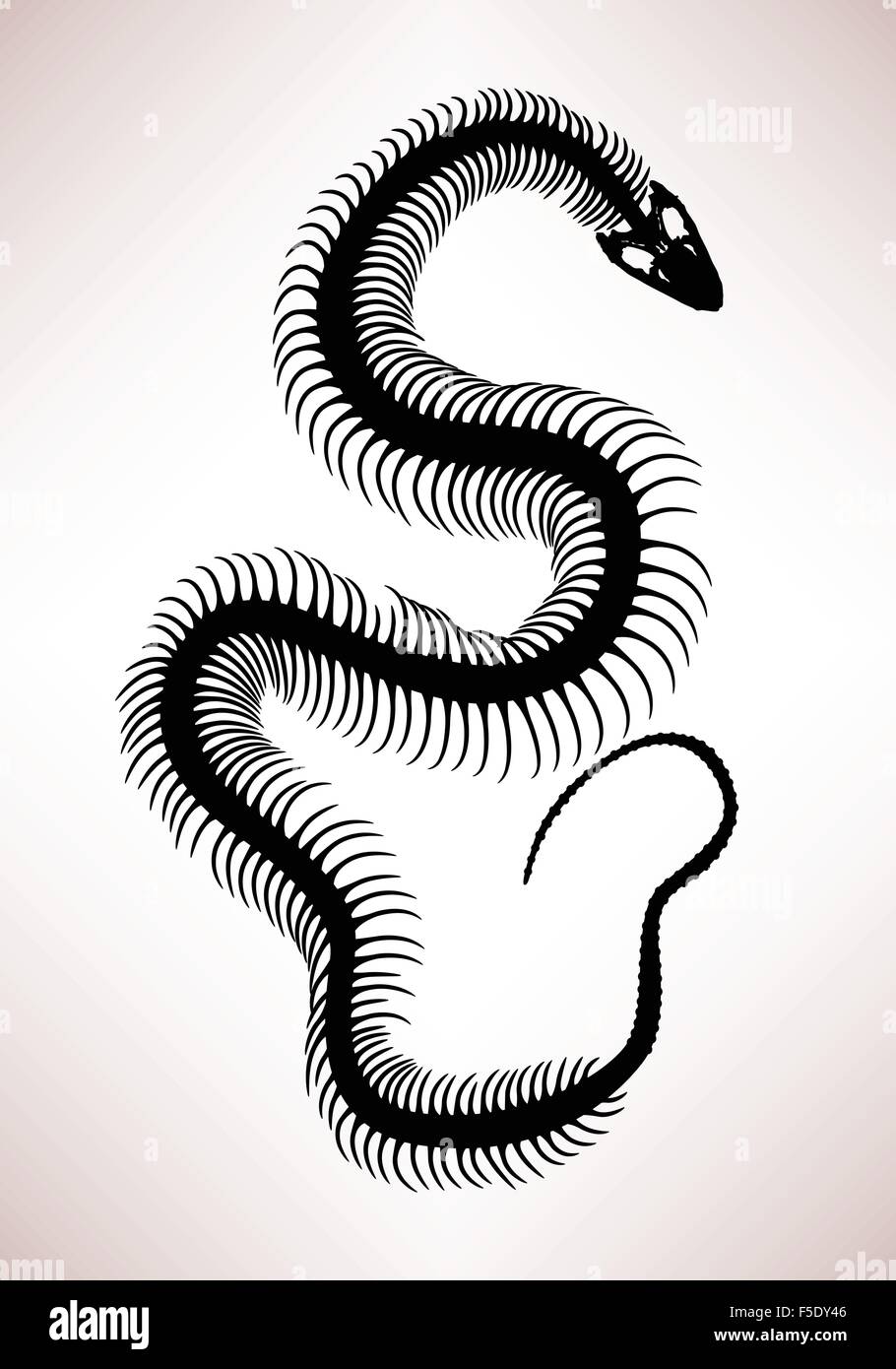 Snake Bone Skeleton Stock Vector Image & Art - Alamy