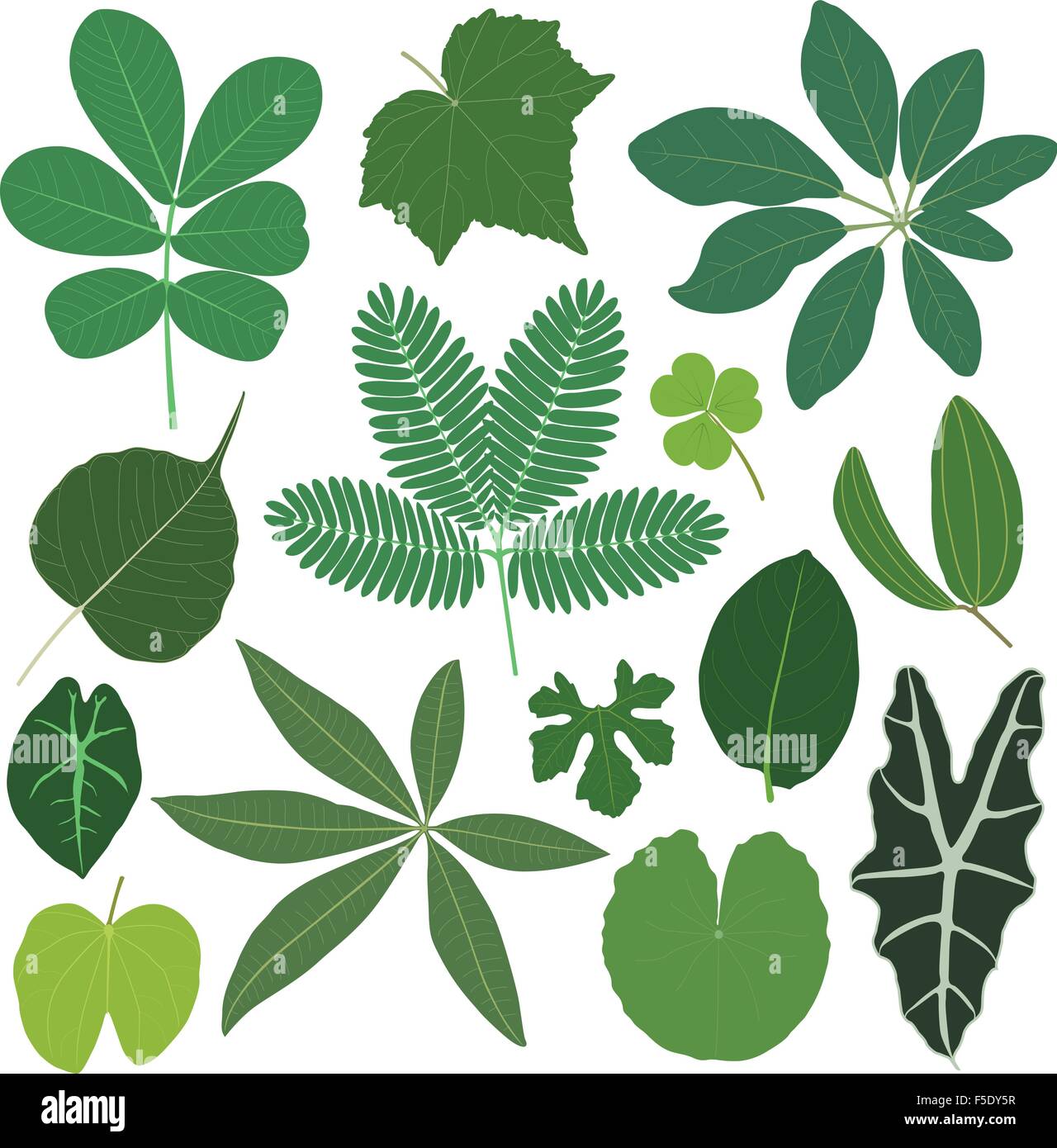 Big leaf with small leaves Stock Vector Images - Alamy
