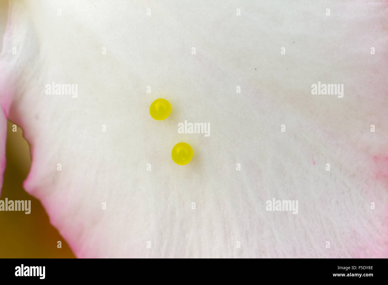 Insect egg capsule hi-res stock photography and images - Alamy