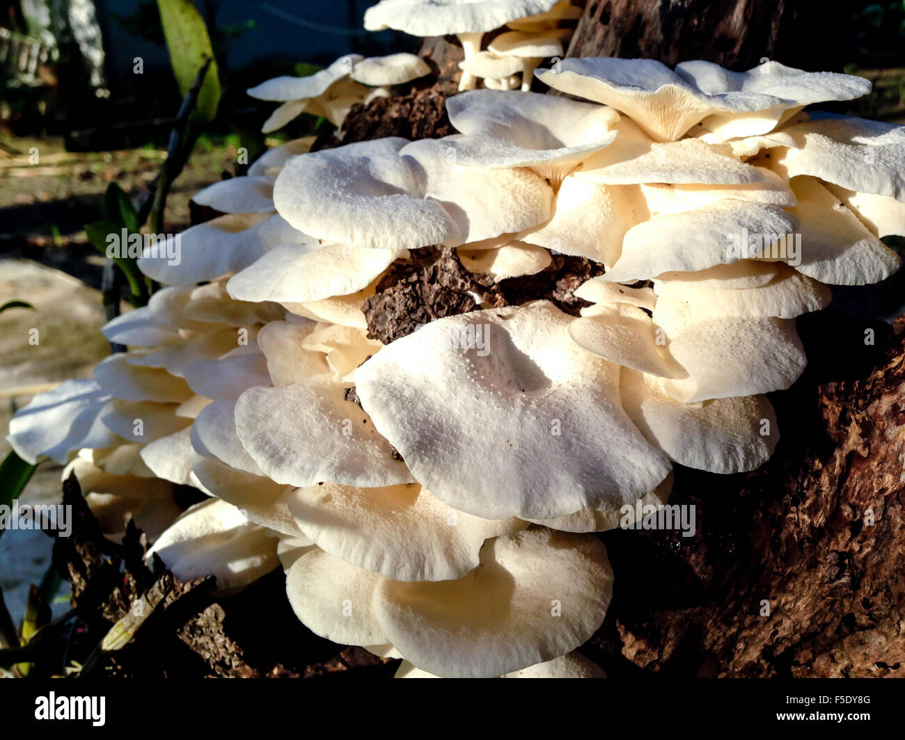 Close up mushroom on mango tree after rain fall Stock Photo - Alamy