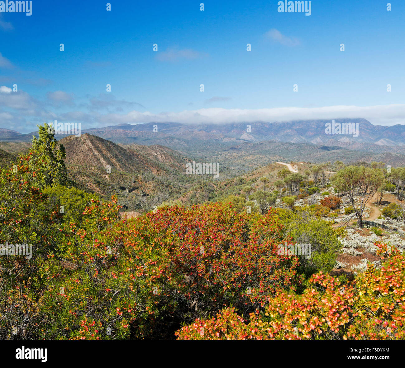 Outback landscape with peaks of Flinders Ranges rising beyond rolling ...