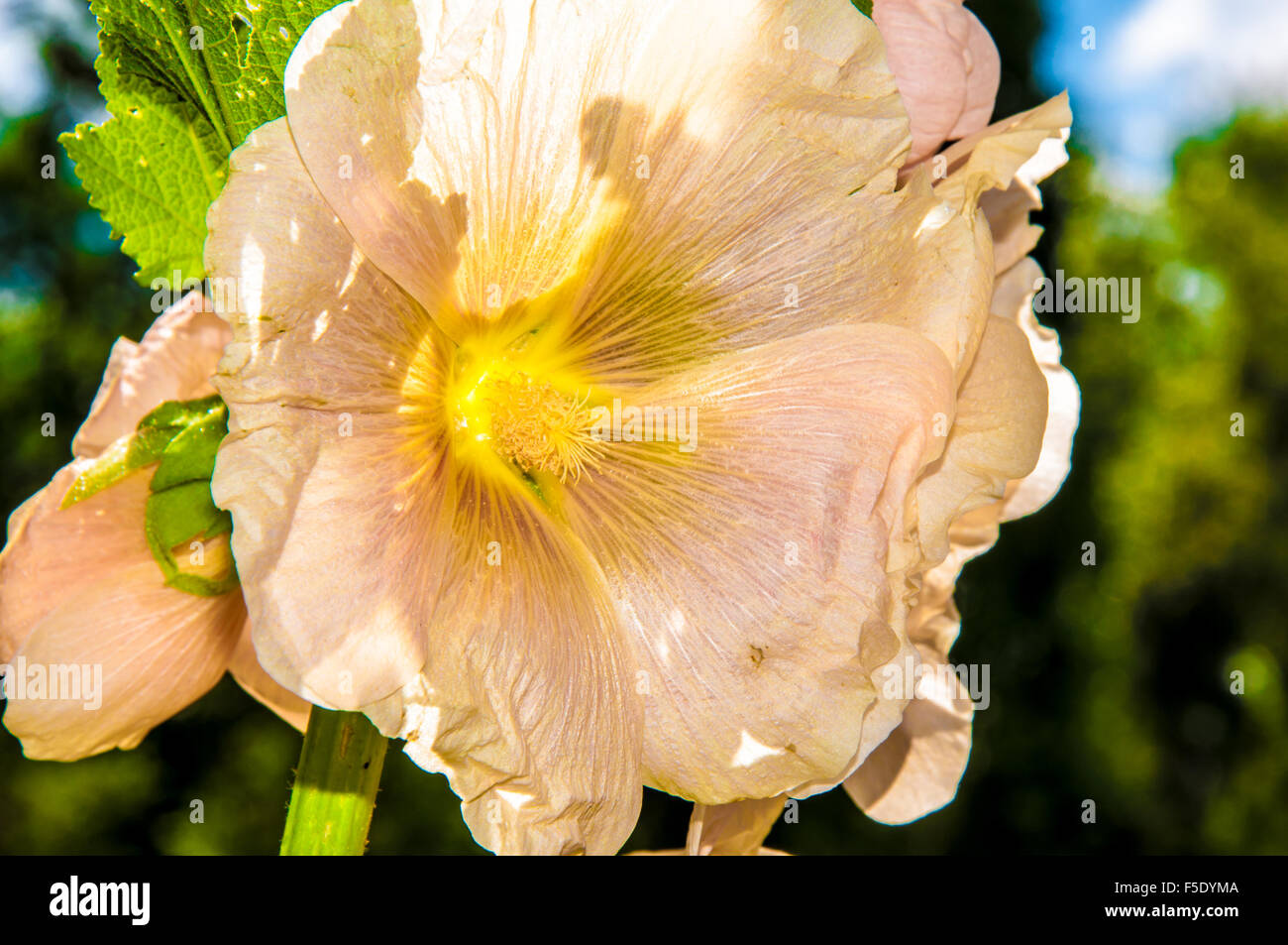 Family malvaceae fruit hi-res stock photography and images - Alamy