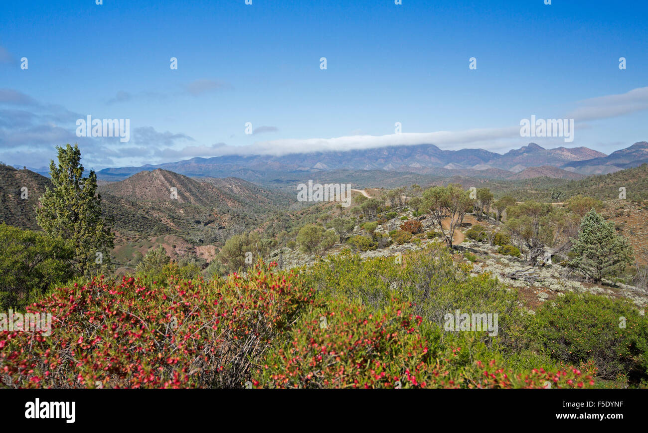 Panoramic landscape with peaks of Flinders Ranges rising beyond rolling ...