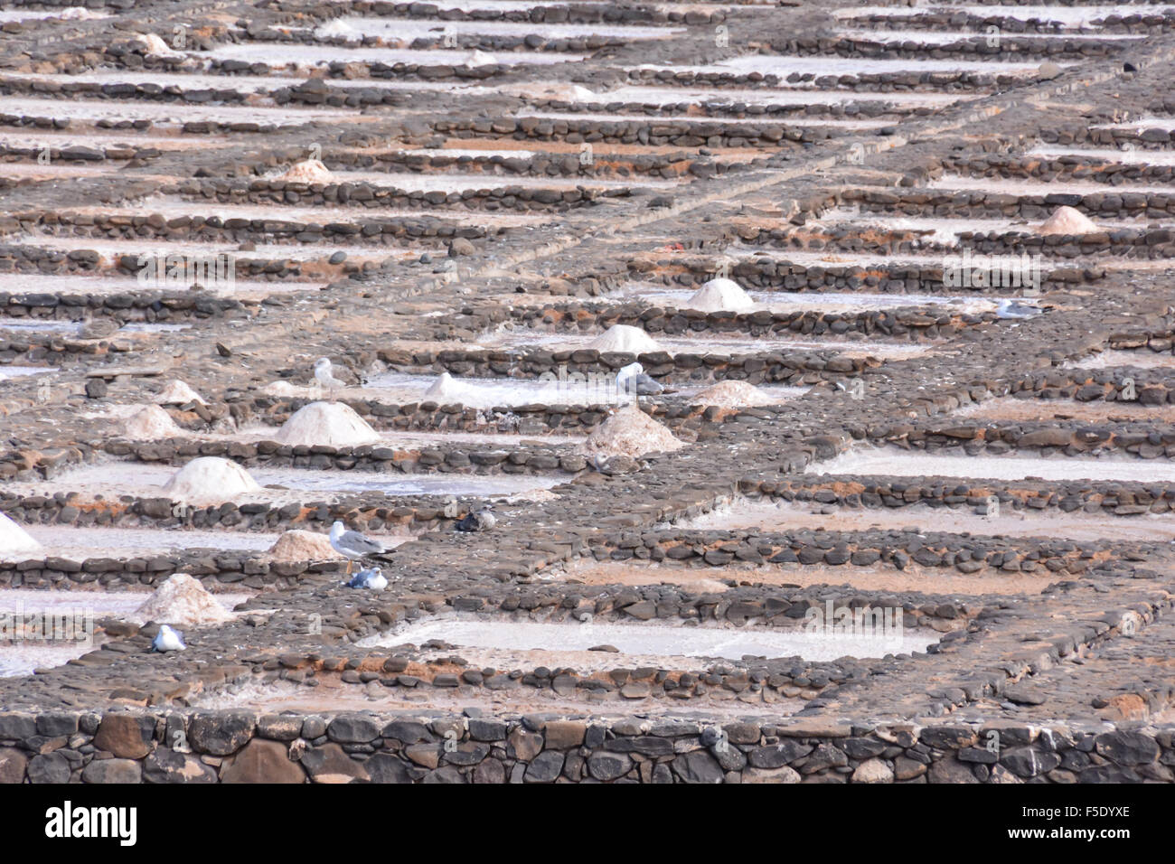 Salt Flat Field Stock Photo - Alamy
