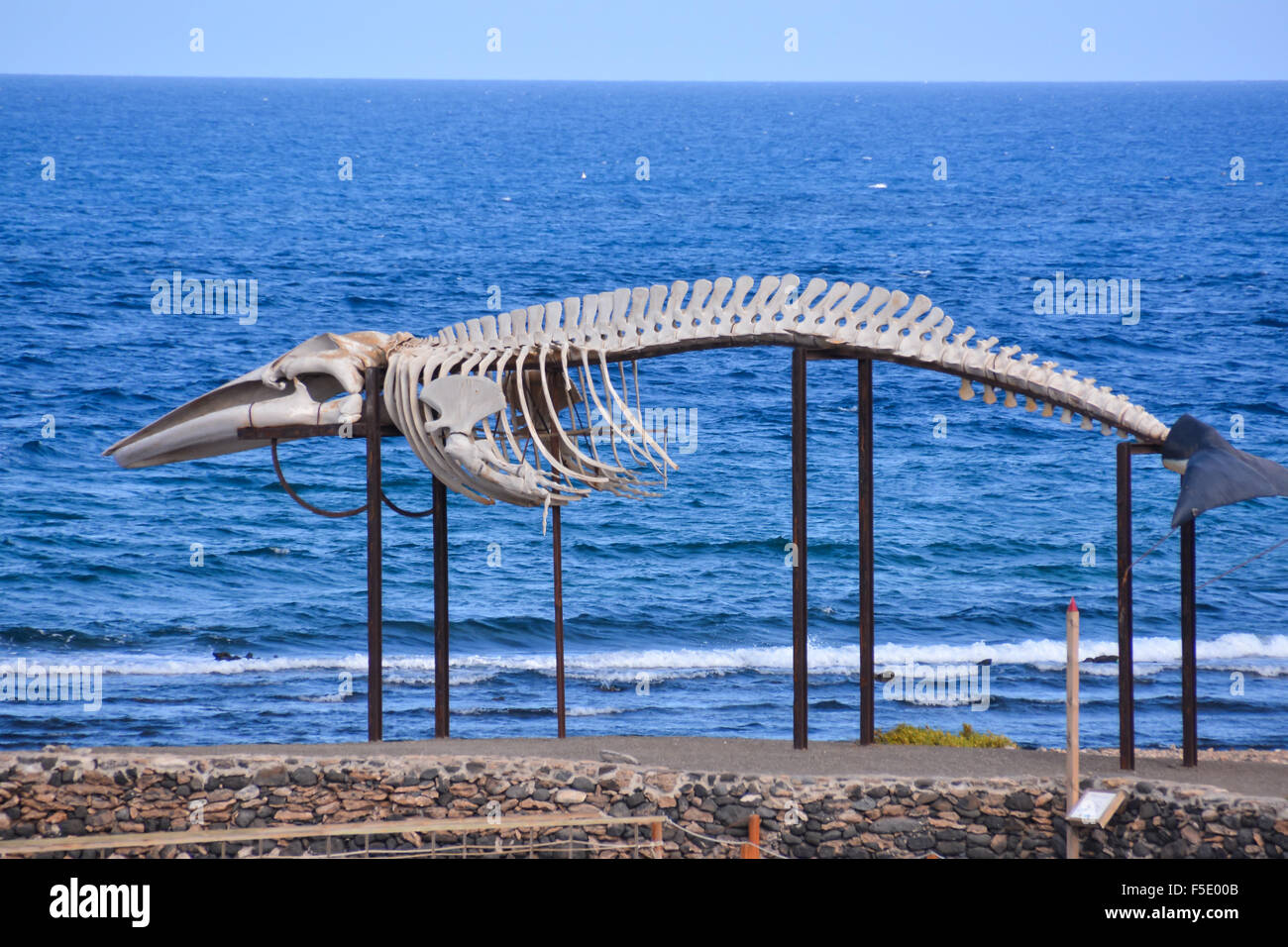 Whale Mammal Skeleton Stock Photo - Alamy