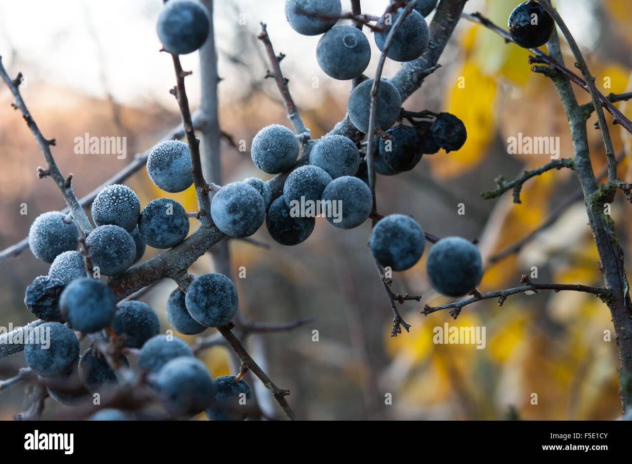 dry blackthorn, Prunus spinosus close up Stock Photo - Alamy