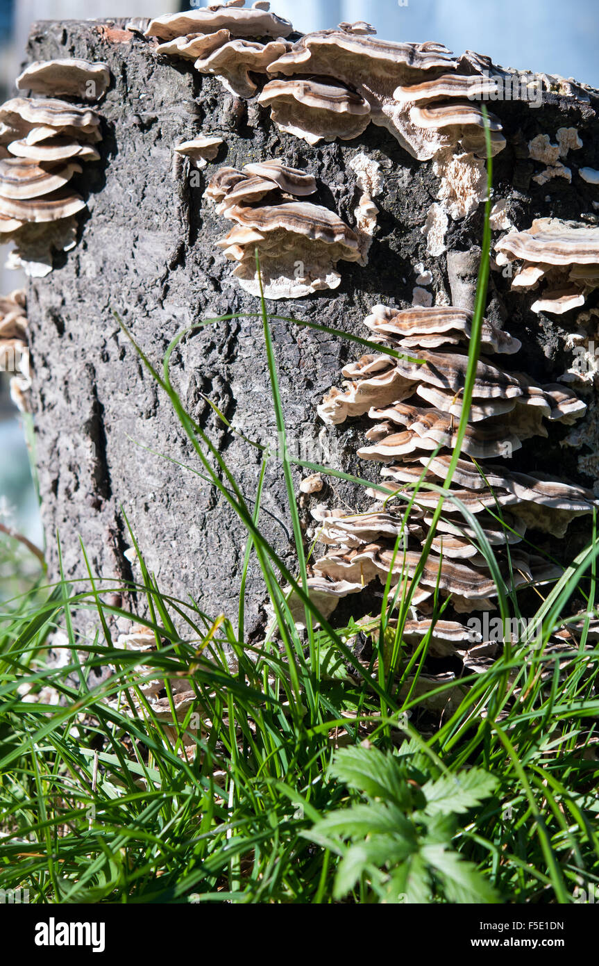 mushroom growing on trees Stock Photo - Alamy