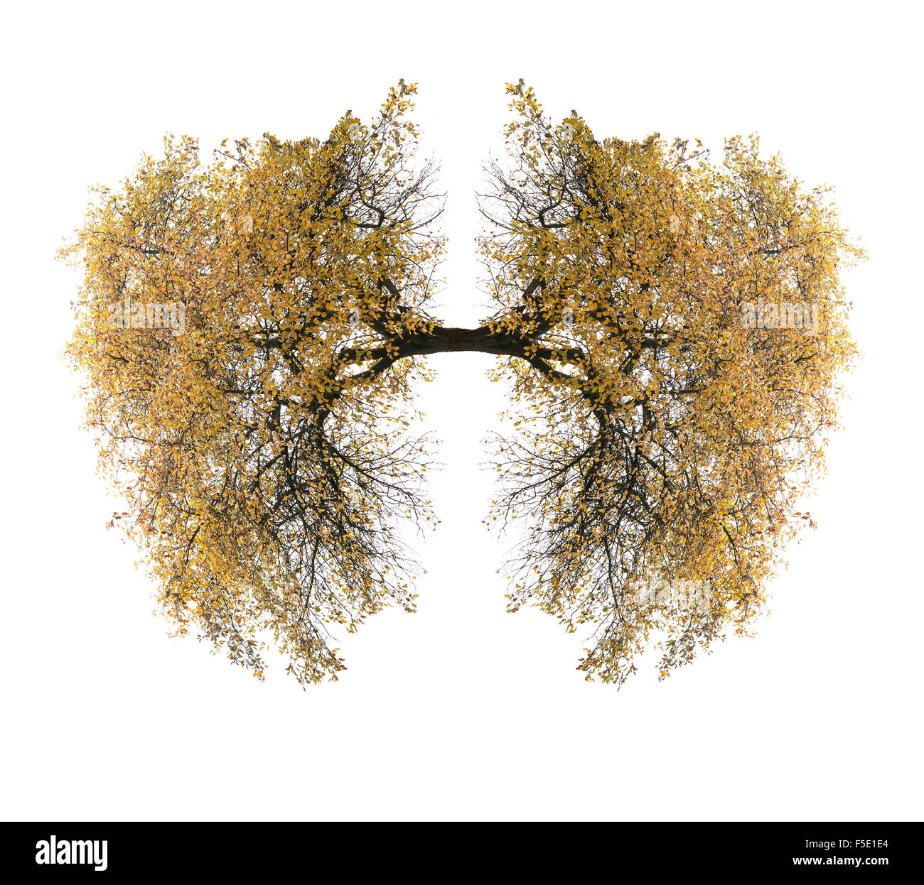 yellow tree lungs isolated on white Stock Photo - Alamy