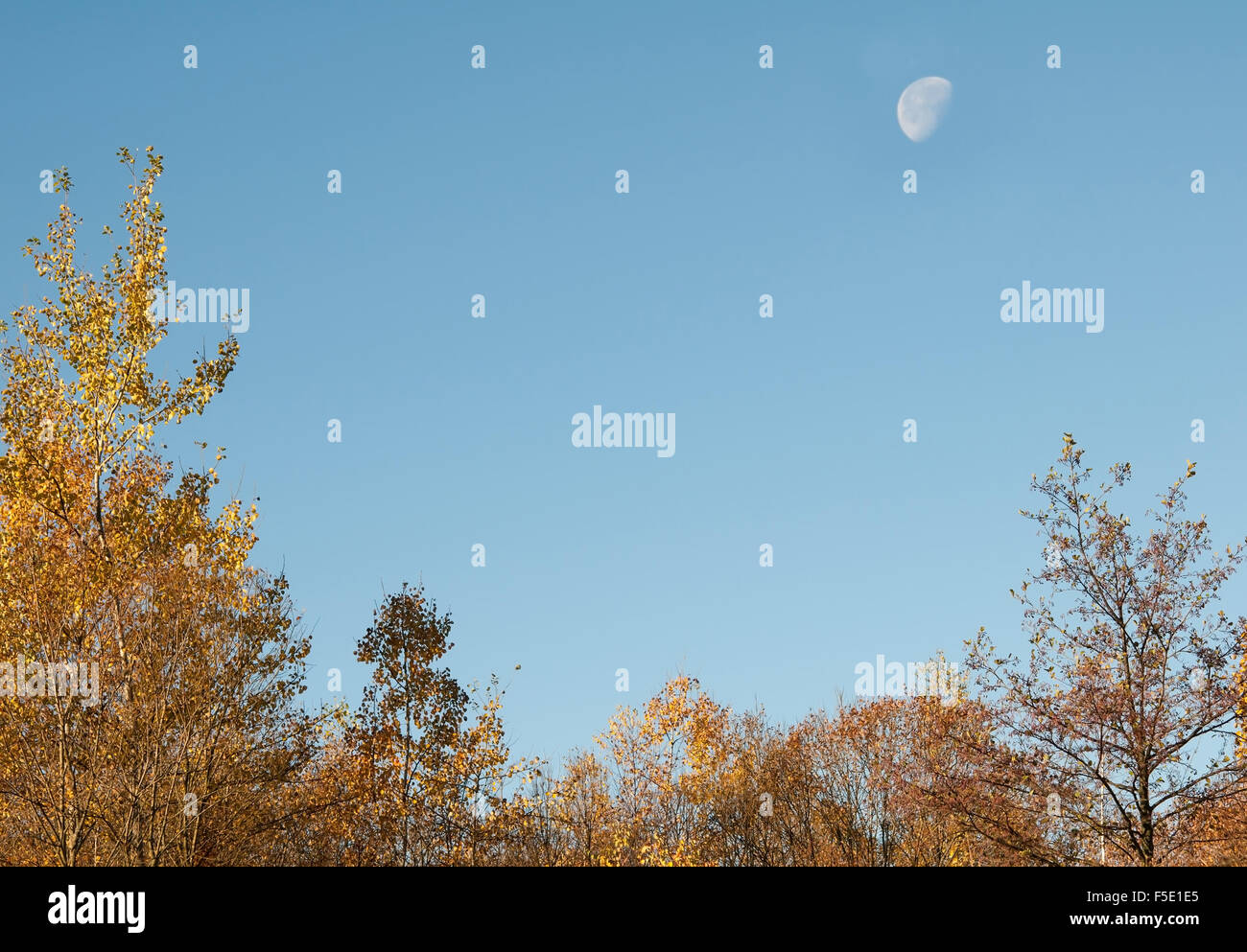 trees on background sky and moon Stock Photo - Alamy