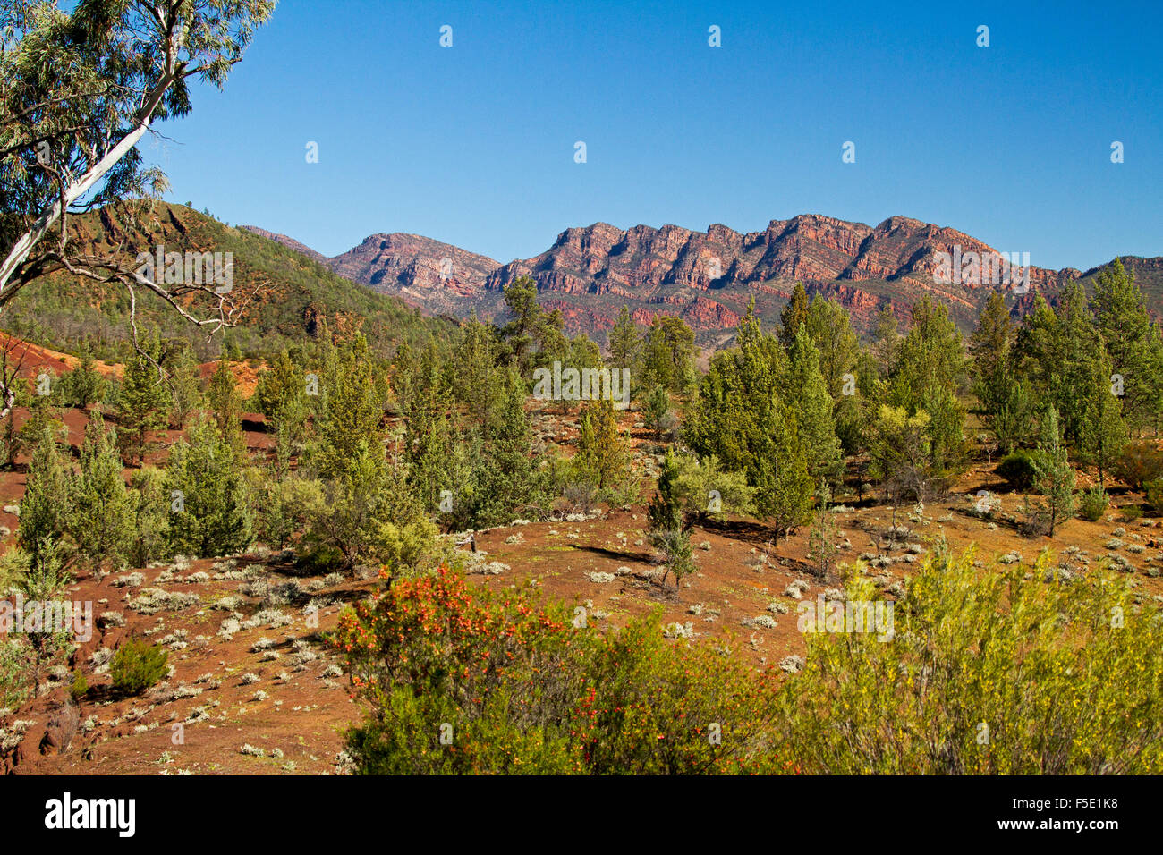 Rugged landscape of Flinders Ranges with trees, wildflowers & red rocky ...
