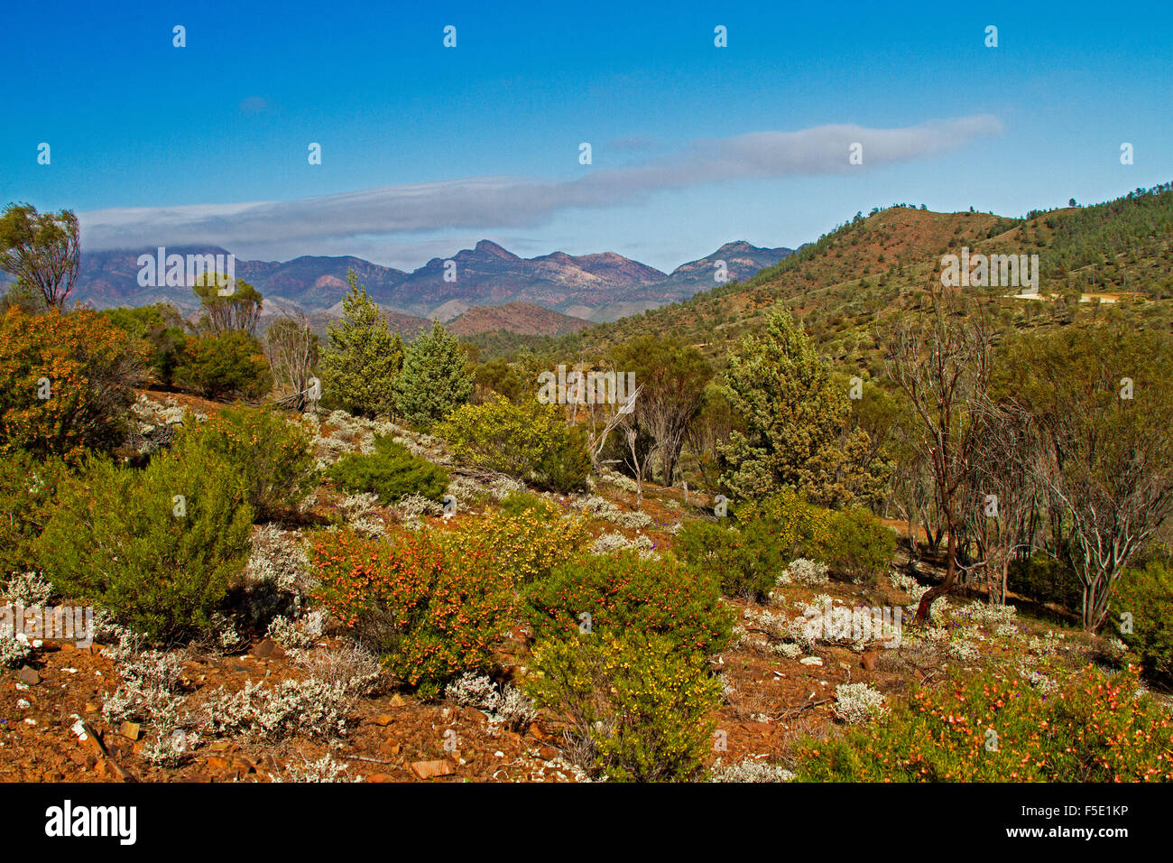 Spectacular landscape, peaks of Flinders Ranges rising beyond rolling ...