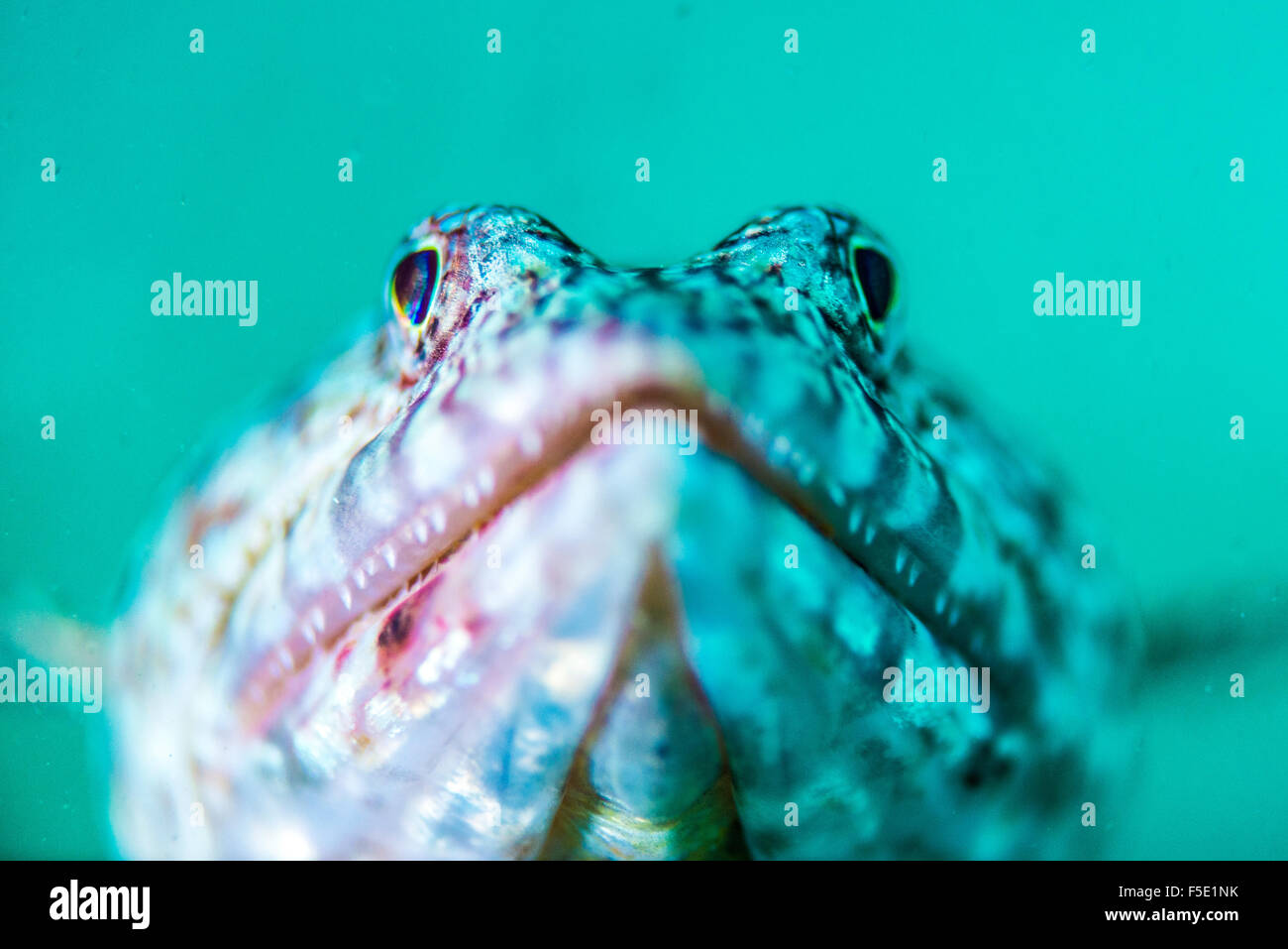 Face of Red lizard fish,Synodus ulae Schultz, 1953. Depth 23m, sandy ...