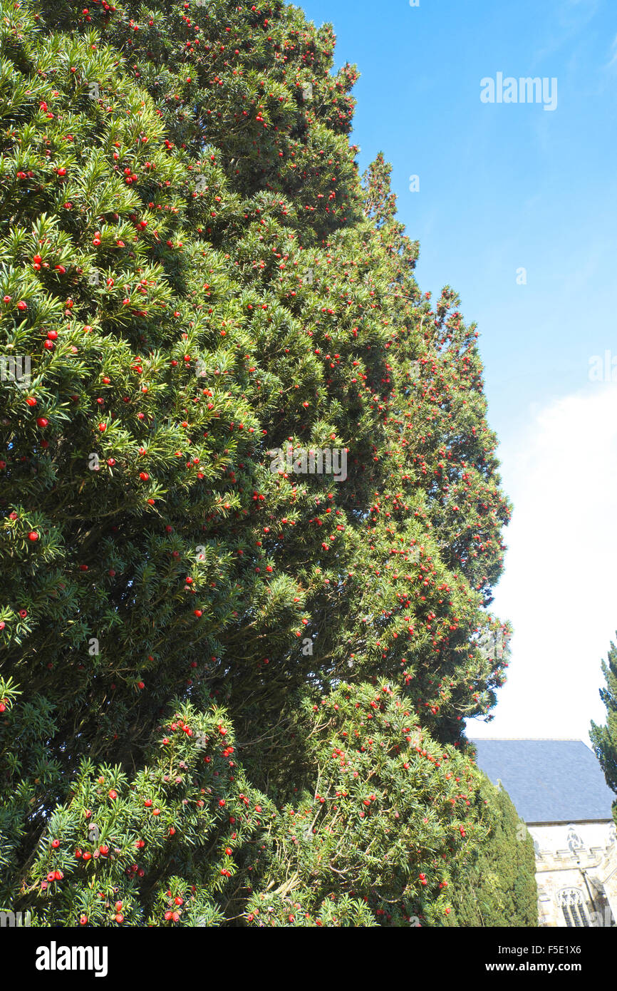 Female yew tree hi-res stock photography and images - Alamy