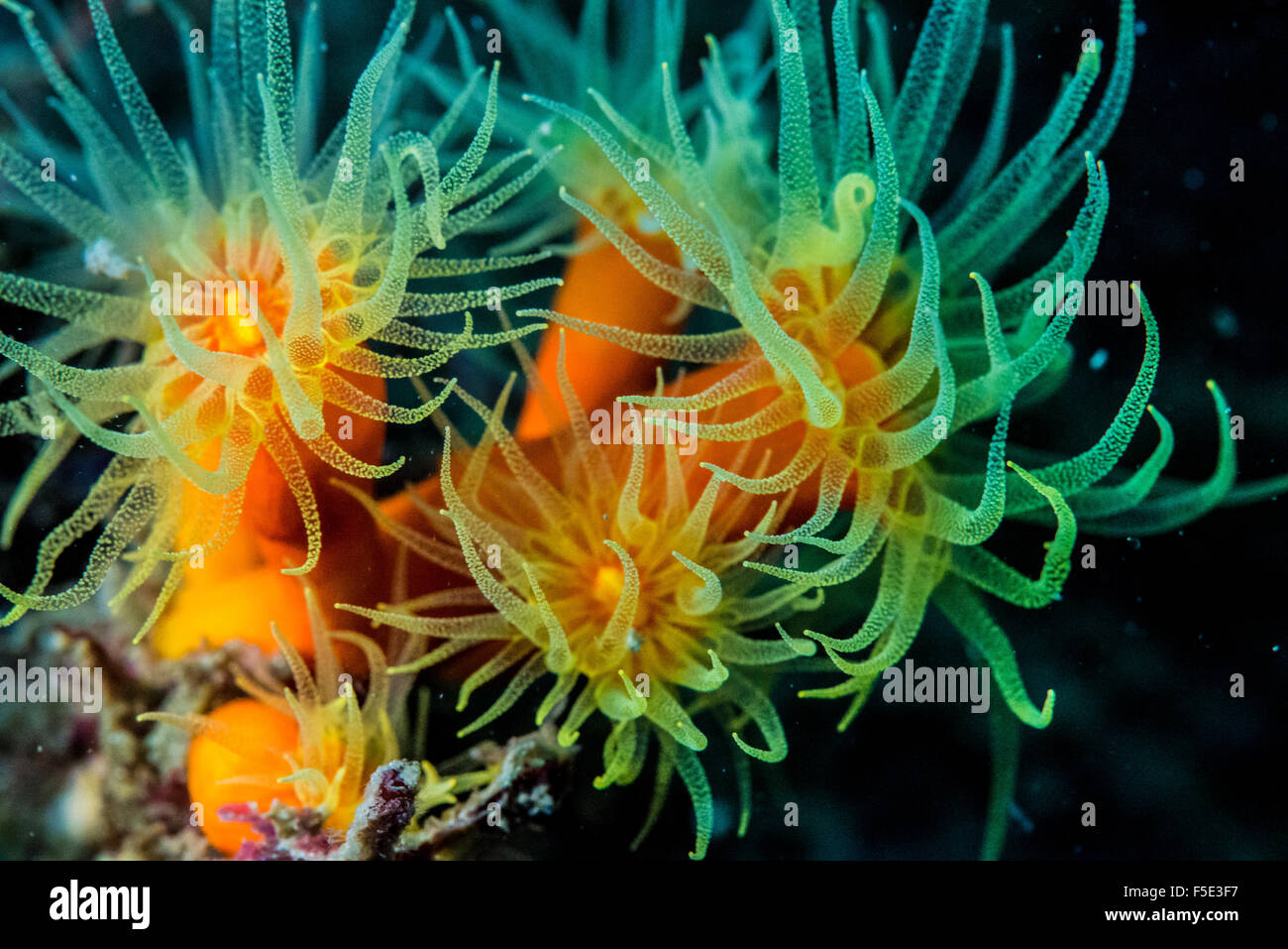 Orange corals. Opening their tentacles to catch food. at Kajika Owase ...