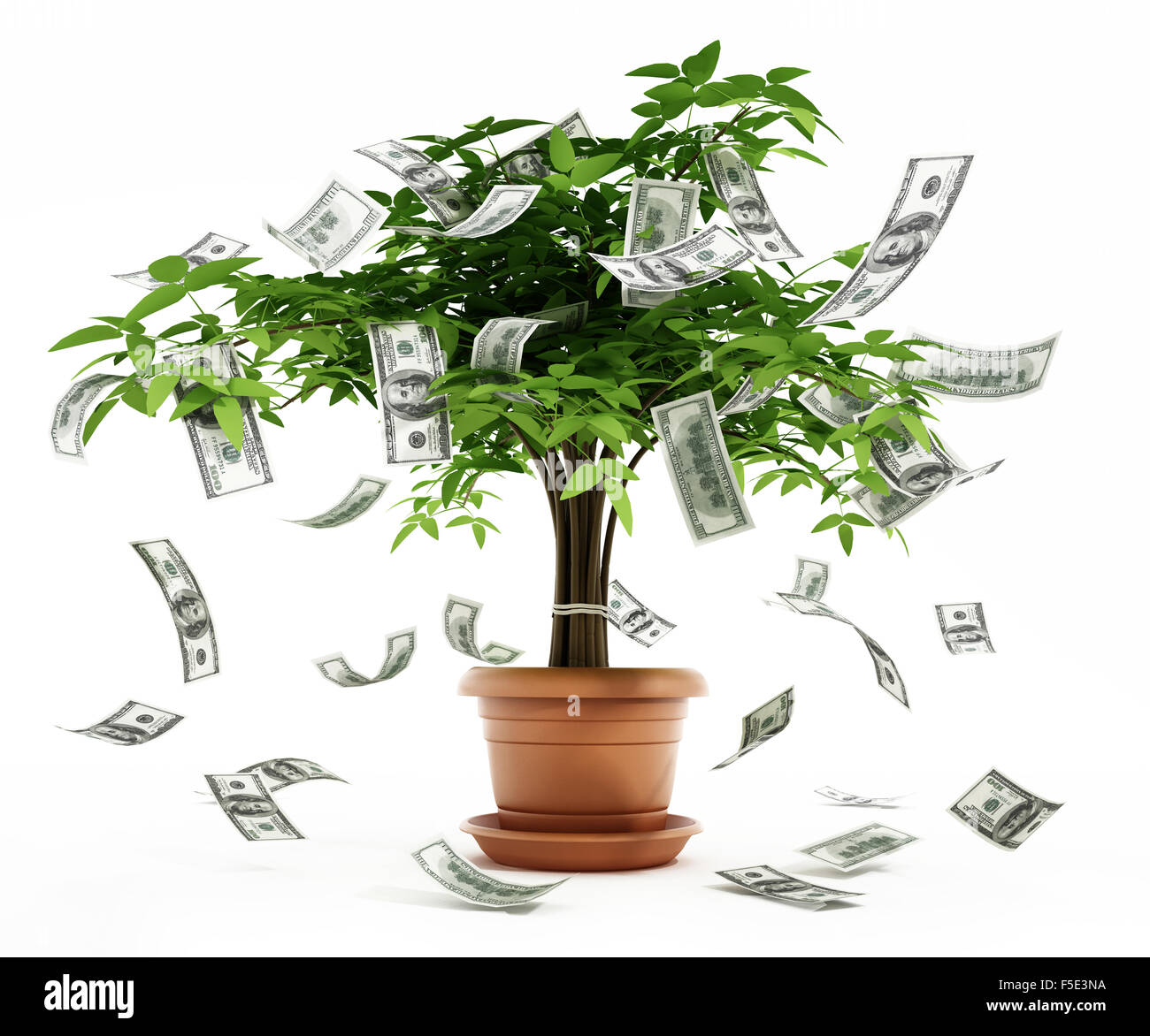 Money tree hi-res stock photography and images - Alamy