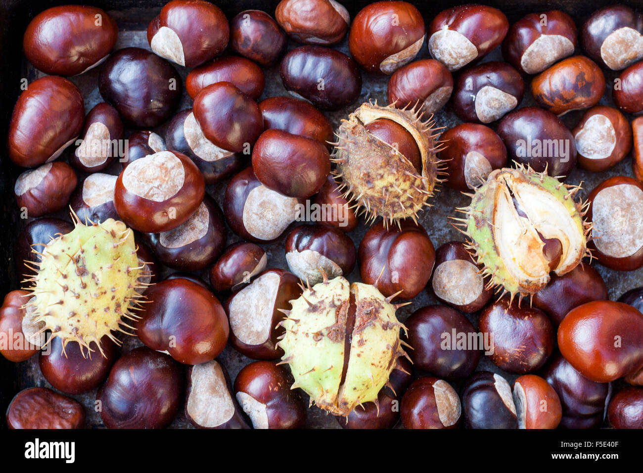Conkers from a horse chestnut tree hi-res stock photography and images ...