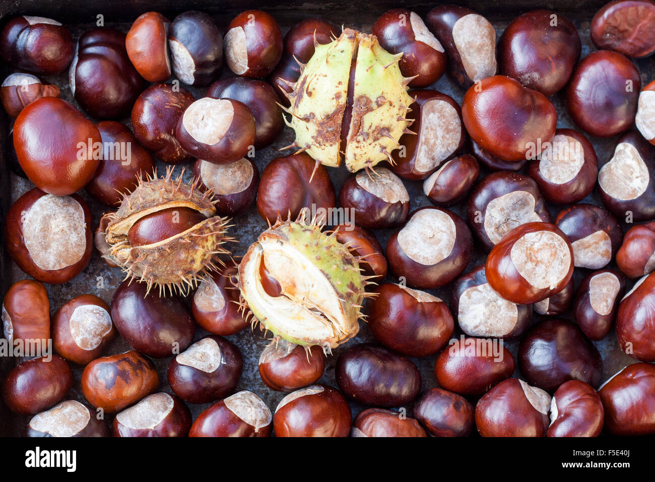 Rich brown autumn conkers from a horse chestnut tree as an abstract ...