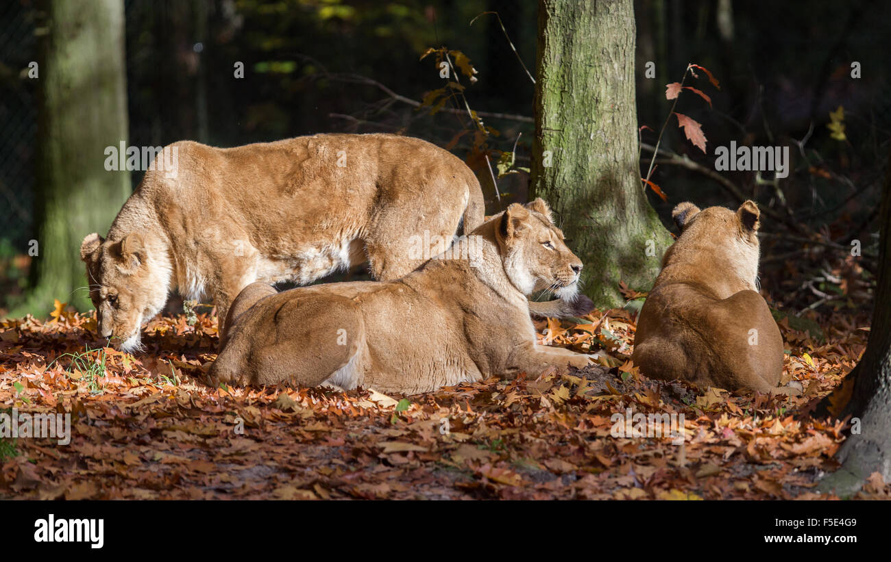 Three lionesses the lionesses hi-res stock photography and images - Alamy