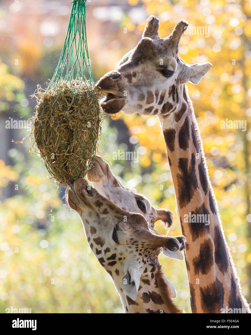 Three giraffes eating hay from feeder at zoo Stock Photo - Alamy