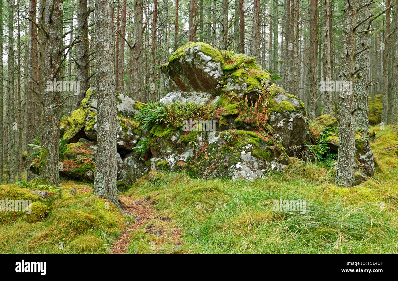 A footpath and large granite boulder on the slopes of The Bin Forest ...