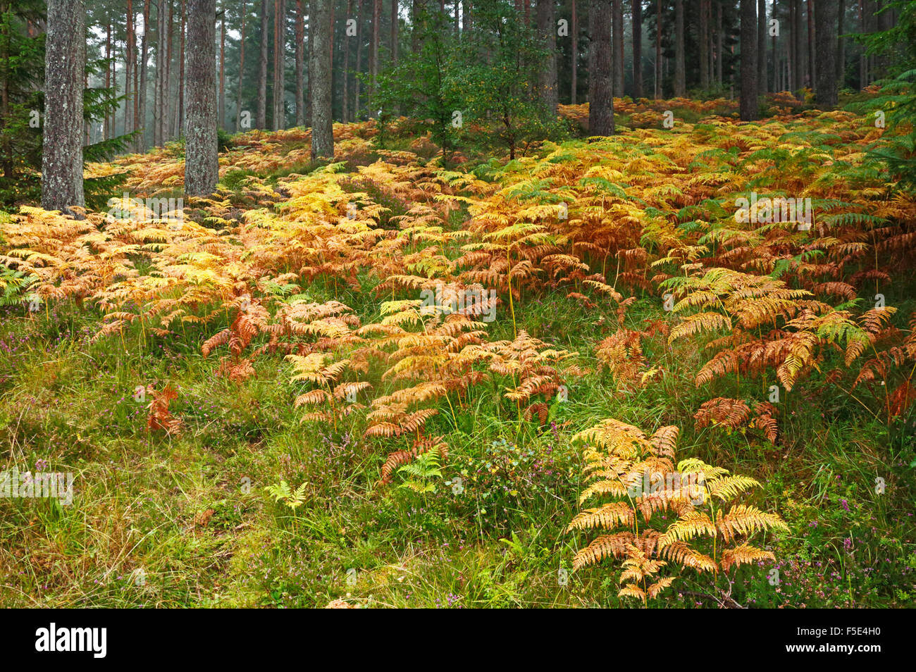 A view of Bracken in autumn colour on the forested slopes of The Bin ...