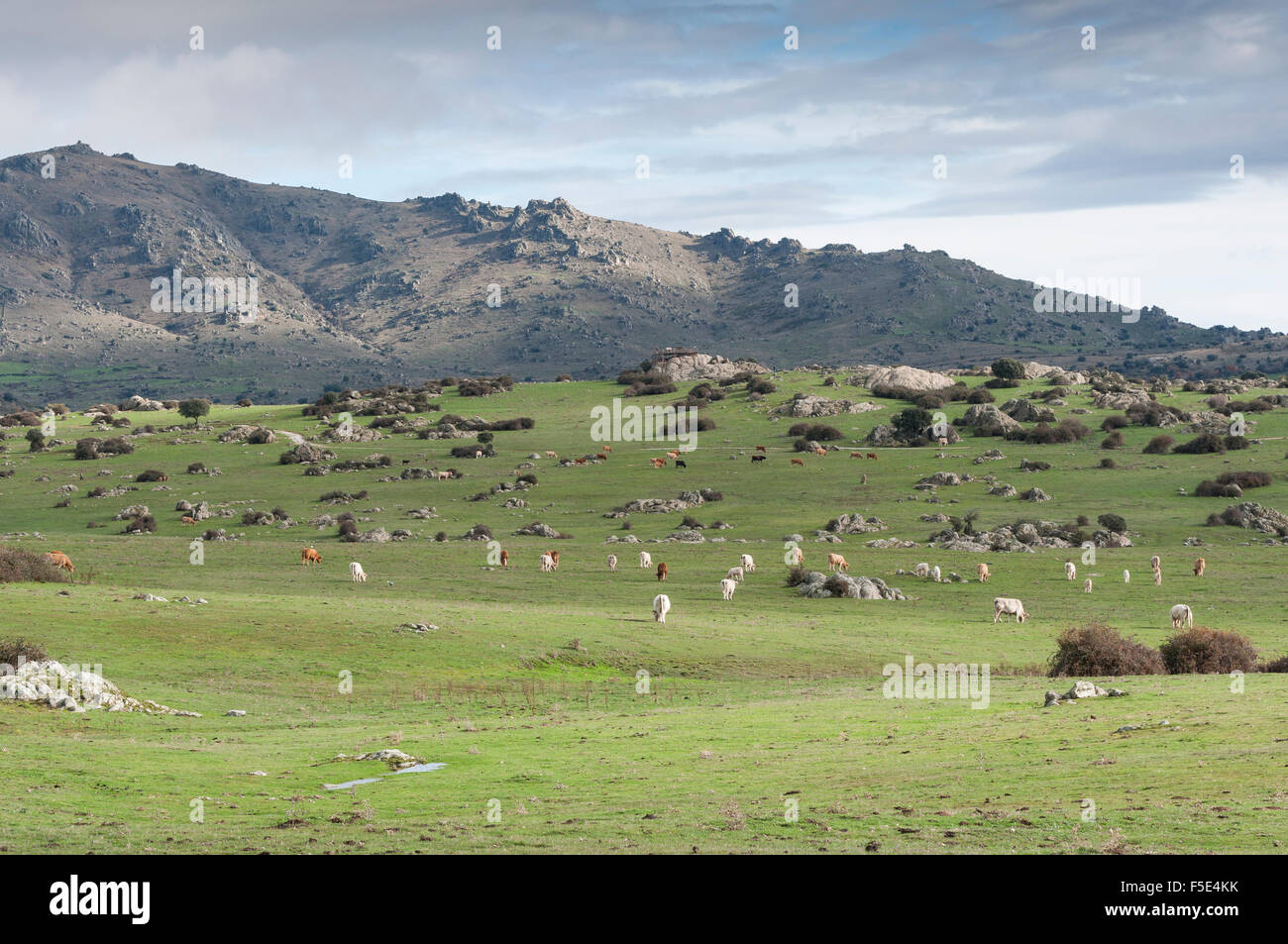 Cows grazing in the field Stock Photo - Alamy