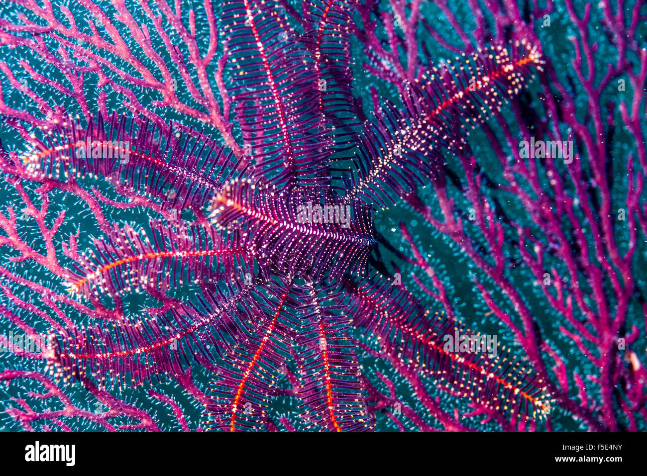 purple-purplea feather-stars on a sea-fan Kajika Owase Mie Japan Stock ...