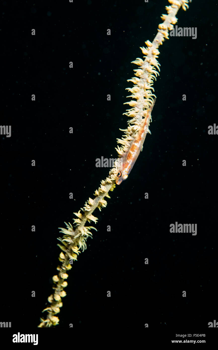 Whip coral goby (Bryaninops yongei, Davis & Cohen, 1968). at Kajika ...