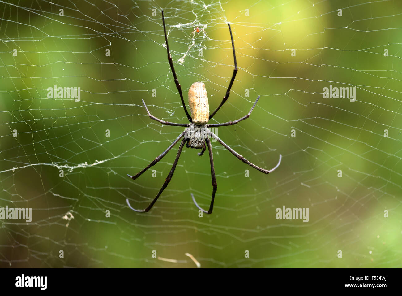 Close up of golden orb weaver or giant wood spider or banana spider ...
