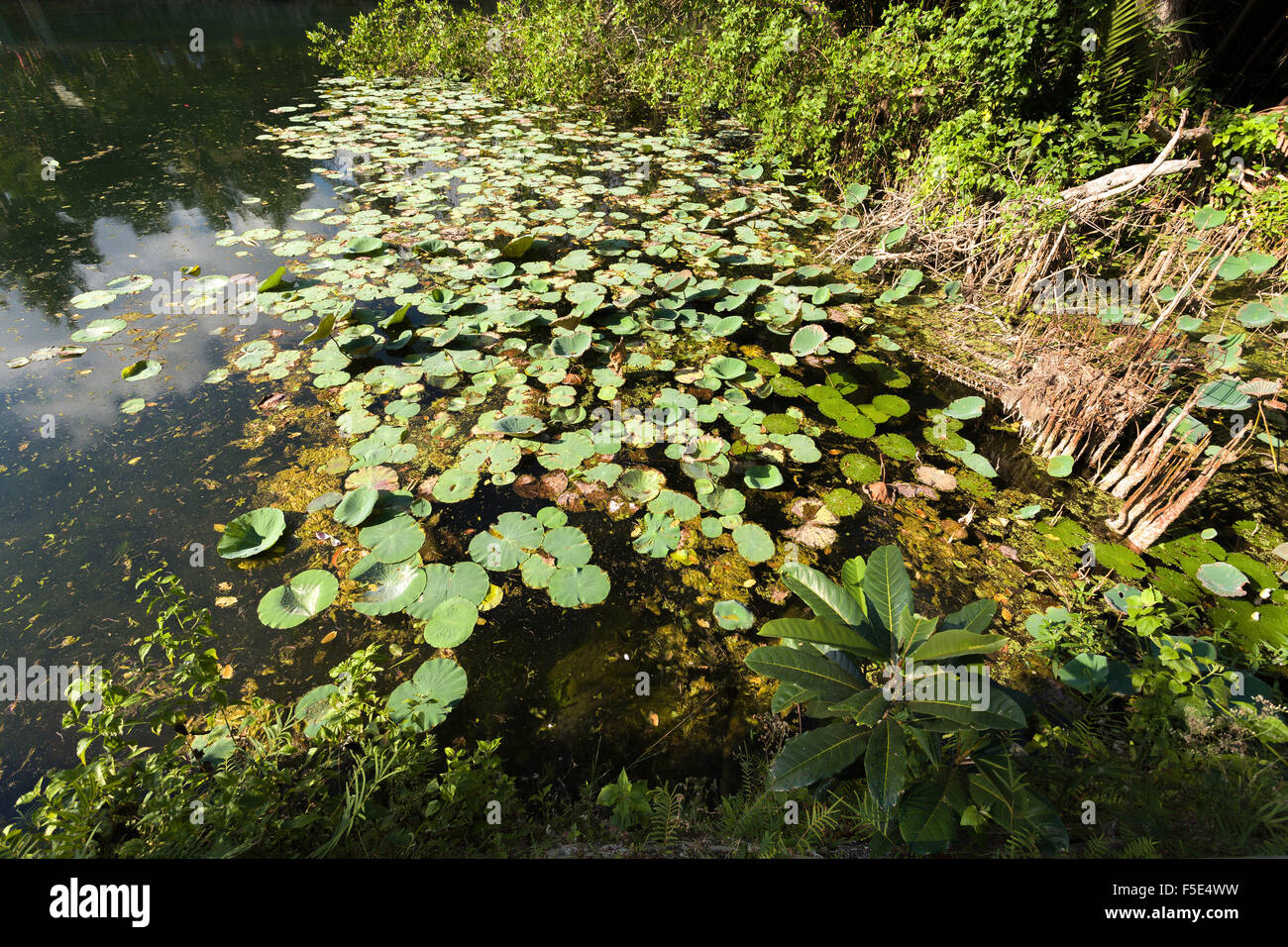 water plants on indonesian pond near crystal beach, Nusa penida, Bali ...