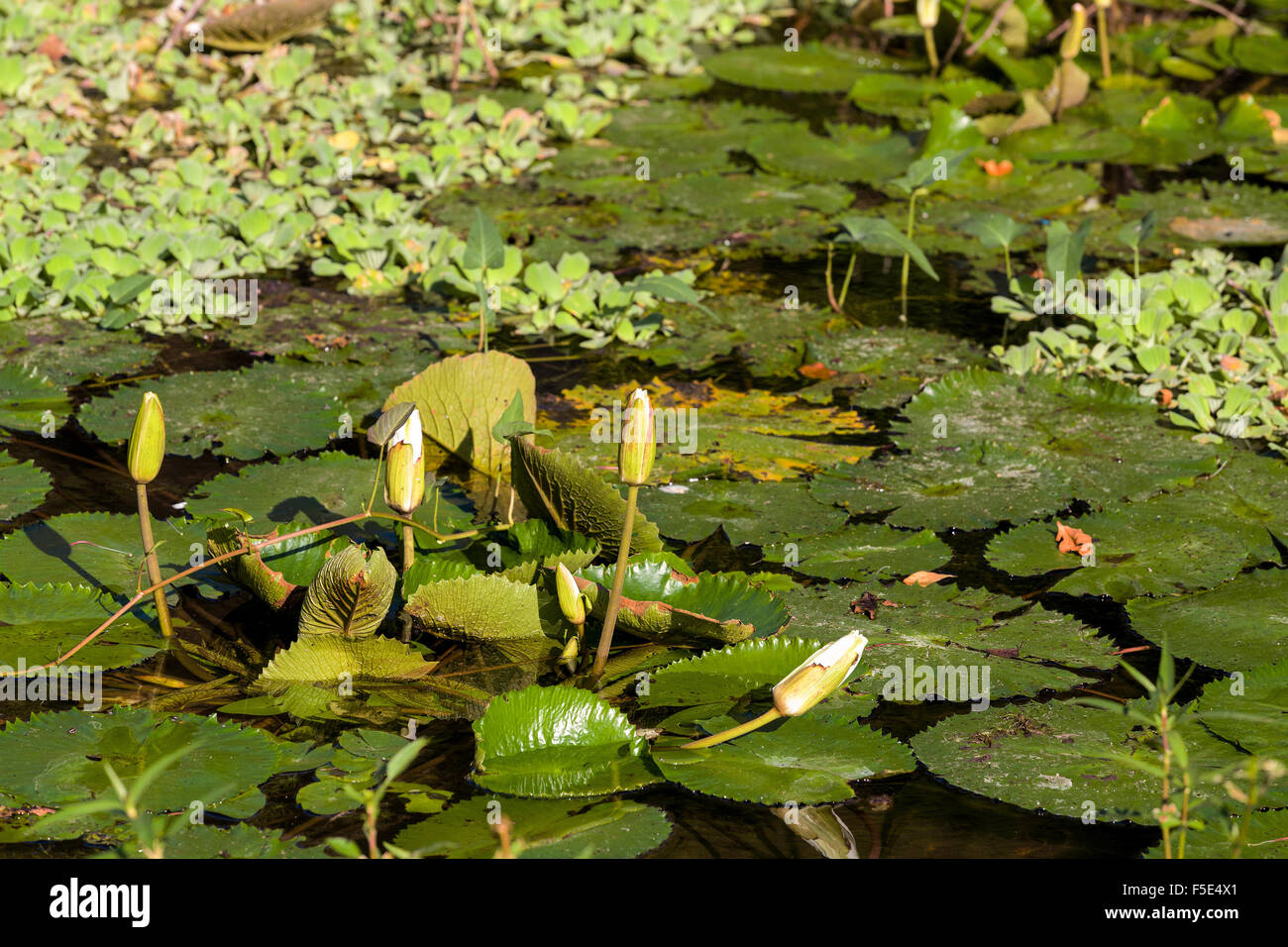 water lily in small pond, Nusa penida, Bali, Indonesia Stock Photo - Alamy