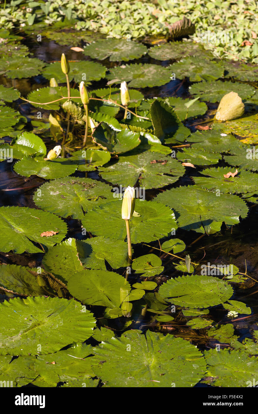 water lily in small pond, Nusa penida, Bali, Indonesia Stock Photo - Alamy