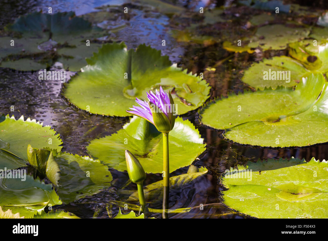 blooming blue water lily, Nusa penida, Bali, Indonesia Stock Photo - Alamy