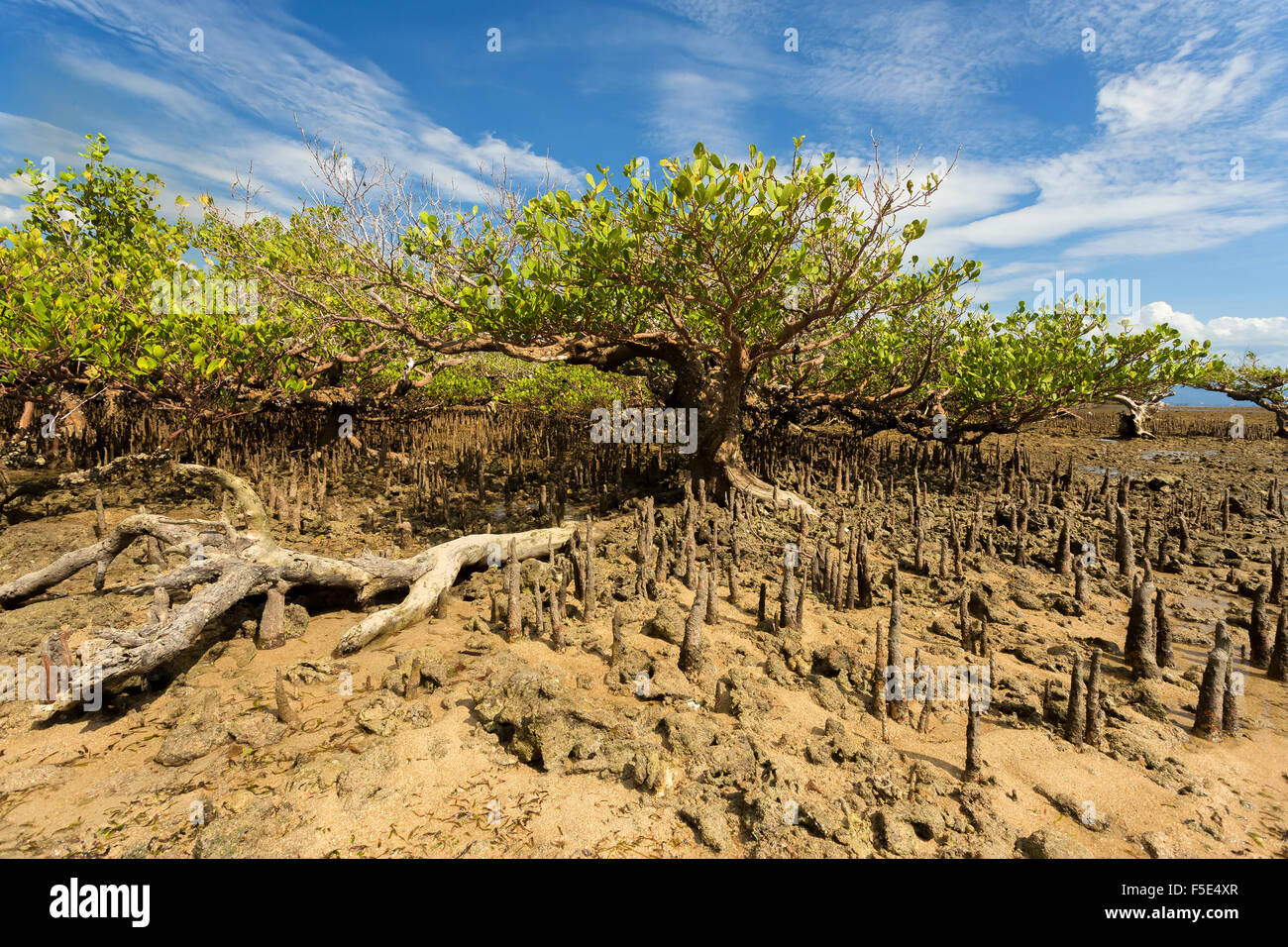 wide shoot of mangrove North Sulawesi, Indonesia with blue sky Stock ...