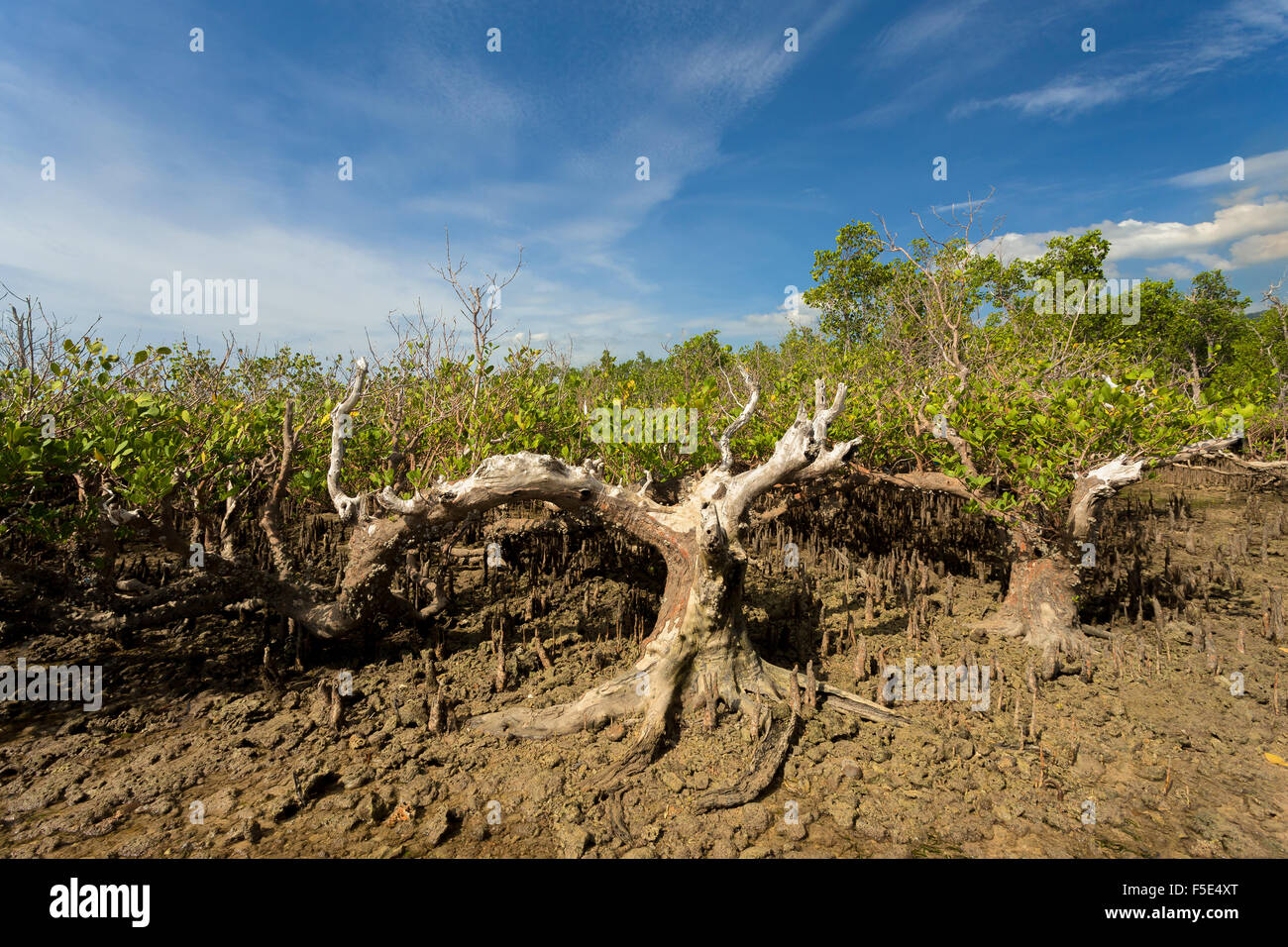 wide shoot of mangrove North Sulawesi, Indonesia with blue sky Stock ...